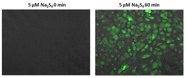 BioTracker Green Sulfane Sulfur live cell dye | SCT211